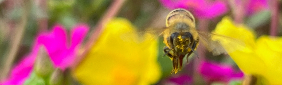 Bee-lieve in Nature’s Helpers: The Power of Local Honey and Pollinator ...