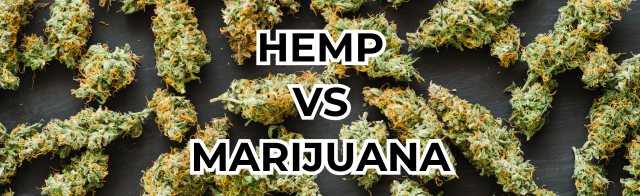 Hemp vs. Marijuana: Unpacking the CBD Connection – Happy Hippy Haus Texas